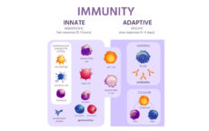 What are the Innate and Adaptive Immune Systems? | Organic India