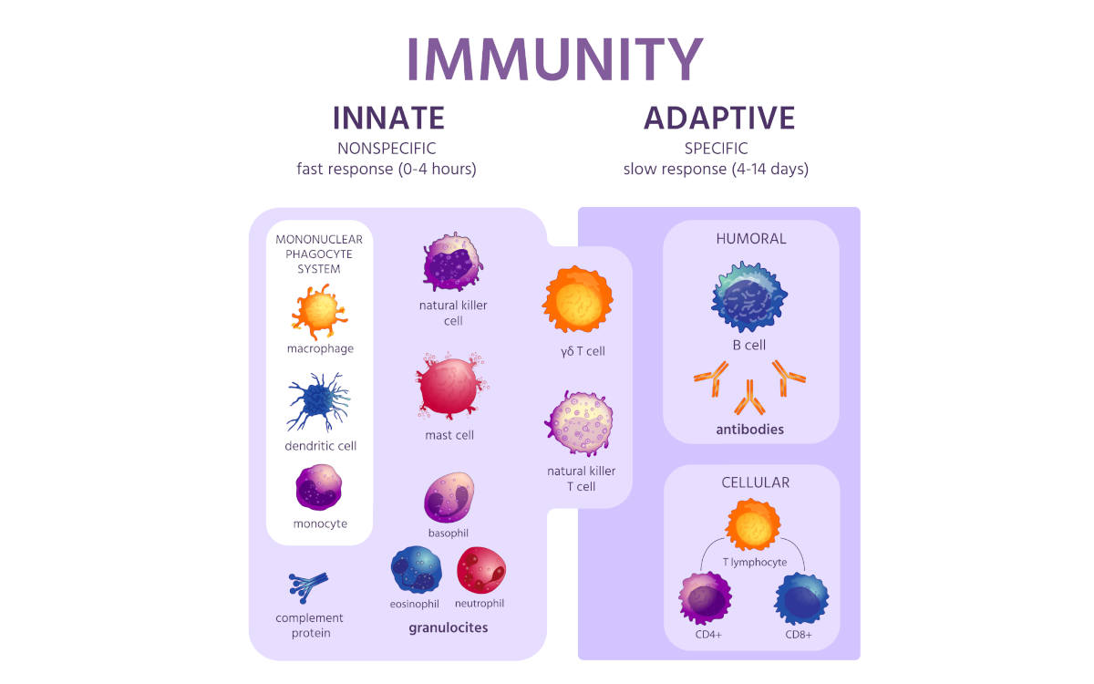 What are the Innate and Adaptive Immune Systems? | Organic India