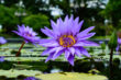 All About the Ancient Blue Lotus (Egyptian Lotus) - Organic India