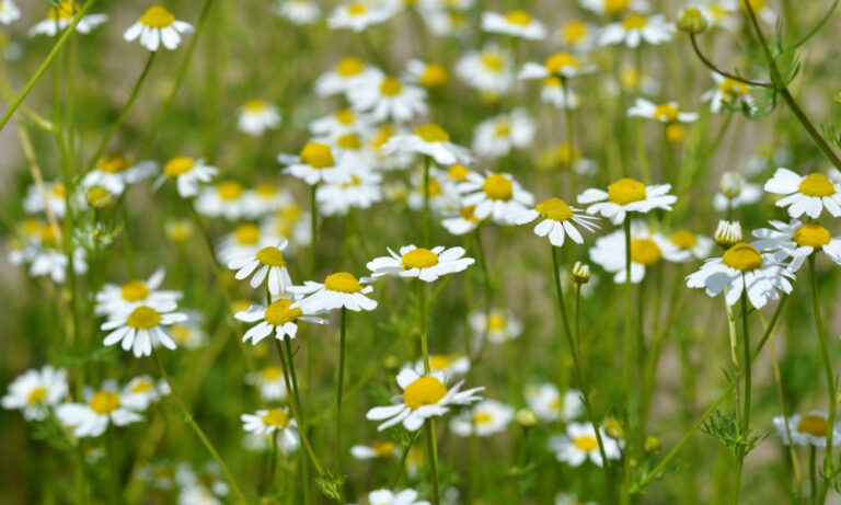 5 Herbs for Protection and Optimal Health | Organic India