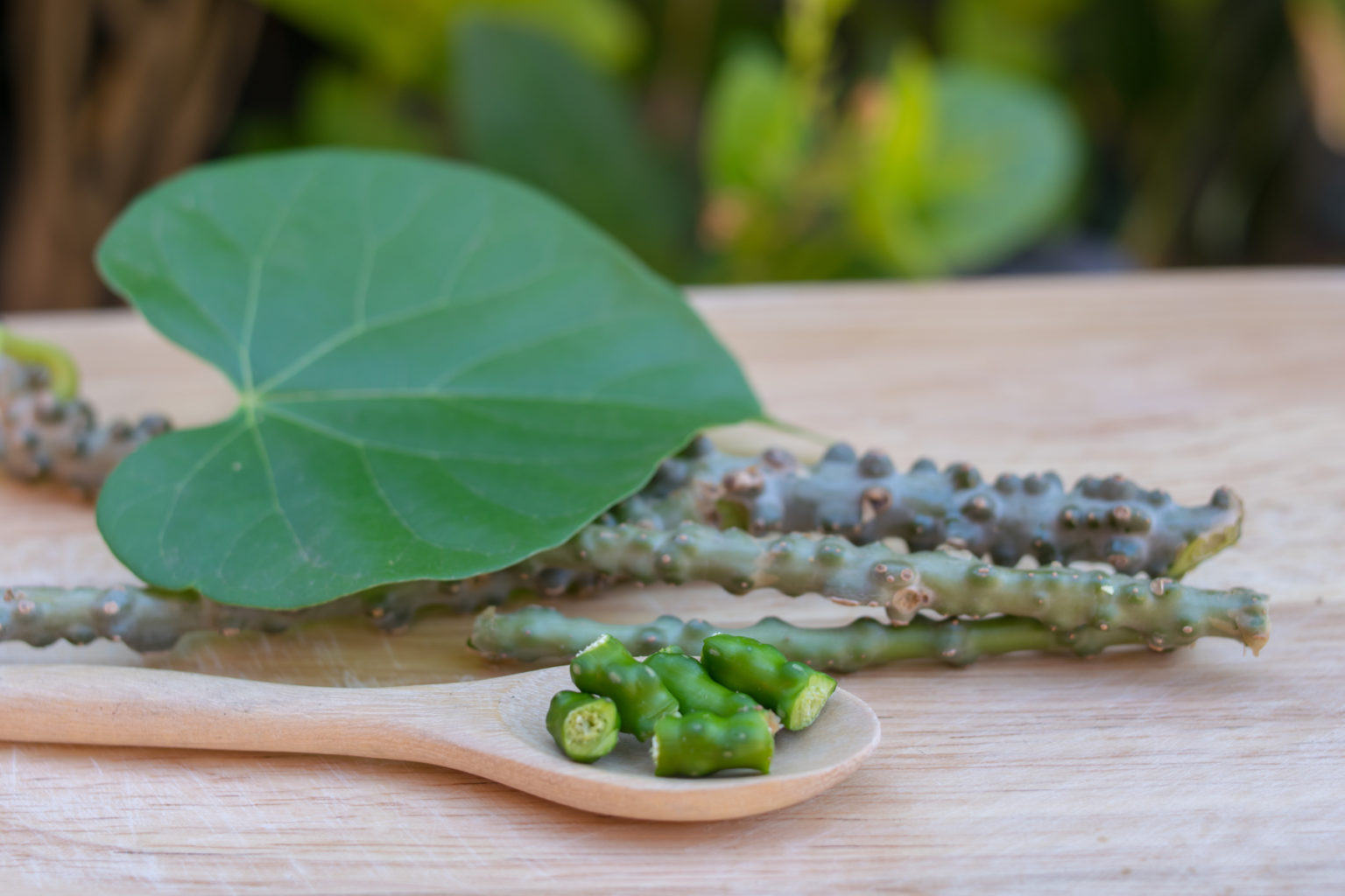 Benefits of Guduchi: The Immortal Ayurvedic Herb | Organic India