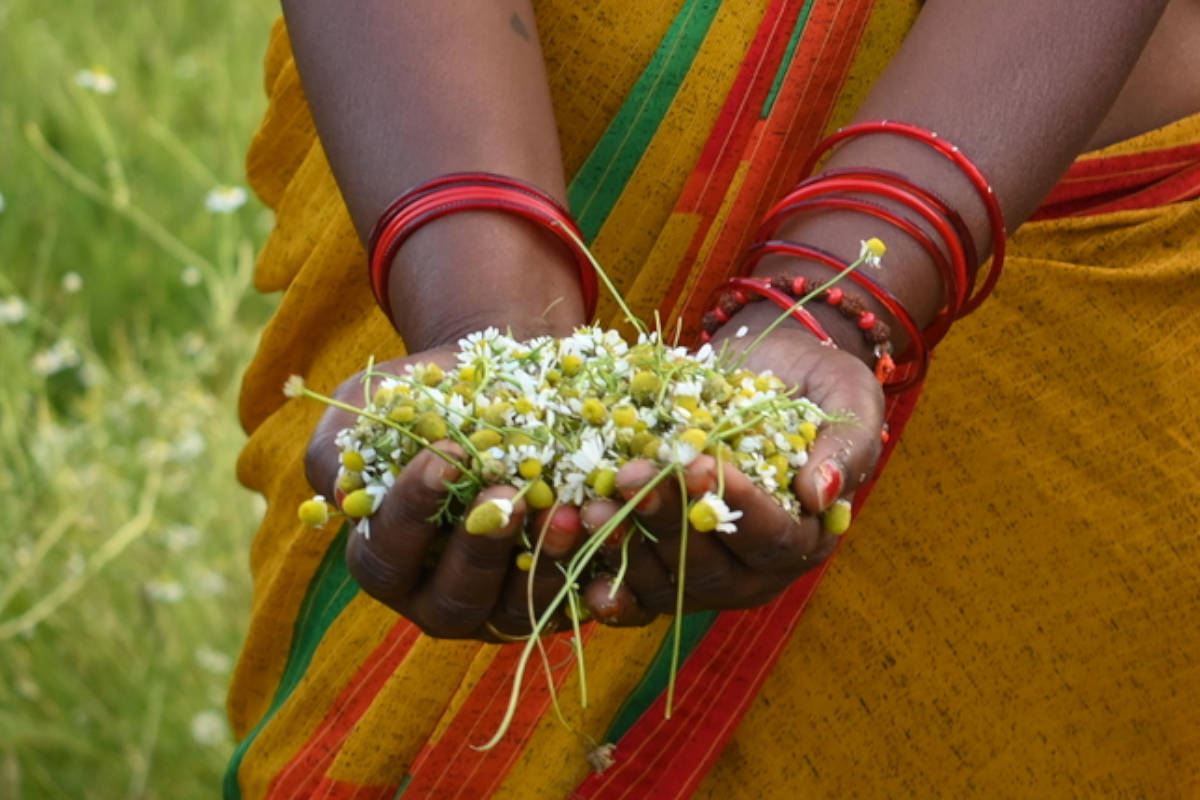 Herbs for Luck: Boost Your Fortune with 11 Powerful Herbs Organic India