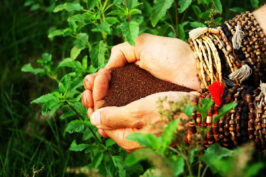 Herbs for Luck: Boost Your Fortune with 11 Powerful Herbs Organic India