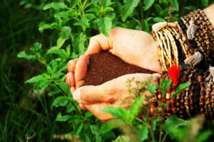 Herbs for Luck: Boost Your Fortune with 11 Powerful Herbs Organic India
