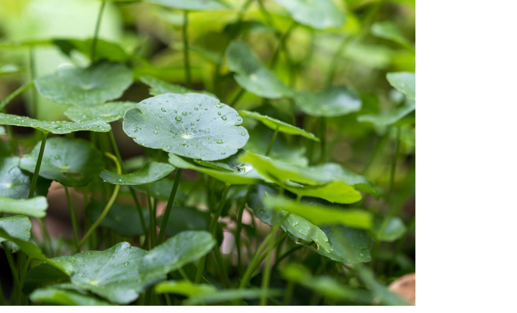 5 Herbs for Peace and Tranquility | Organic India