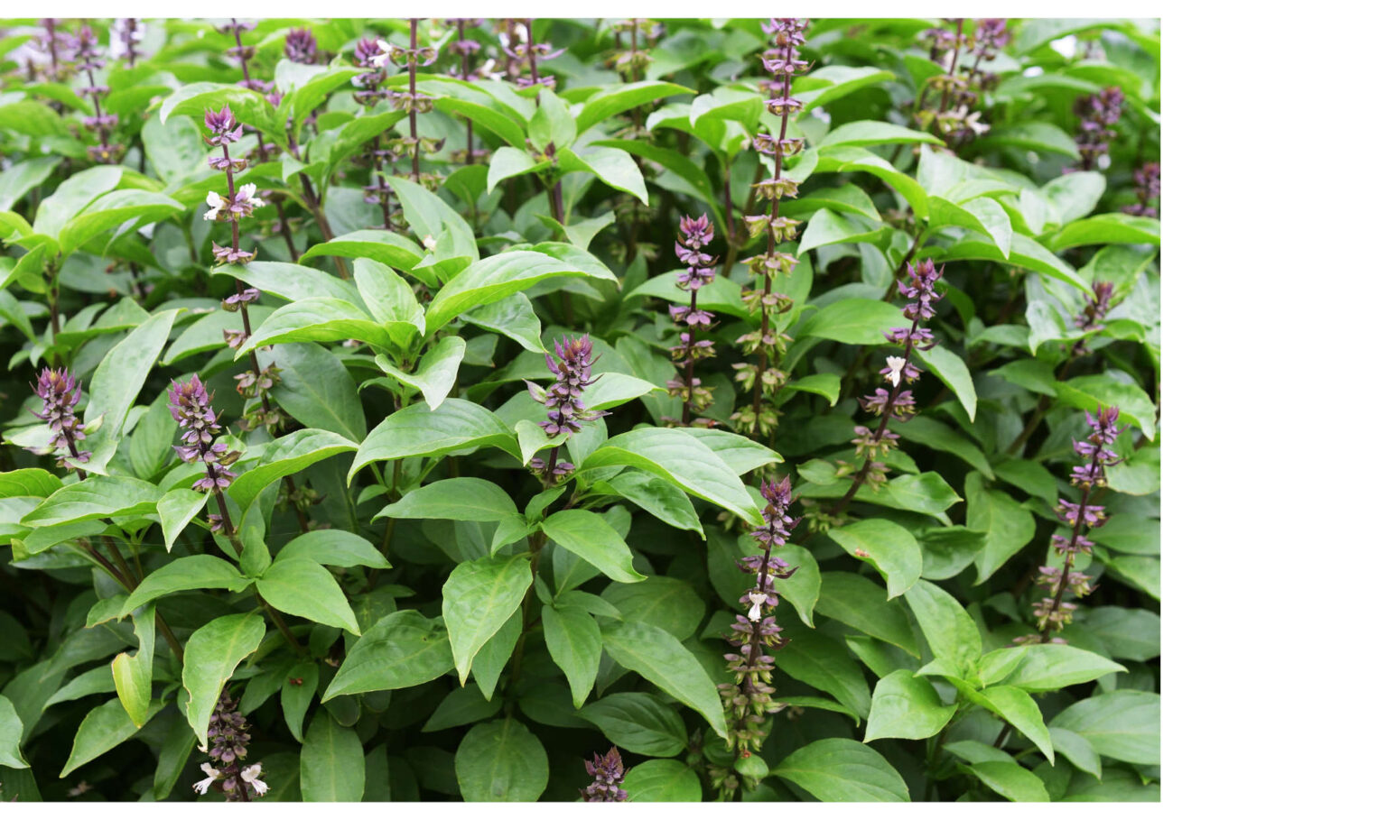 5 Herbs for Peace and Tranquility | Organic India