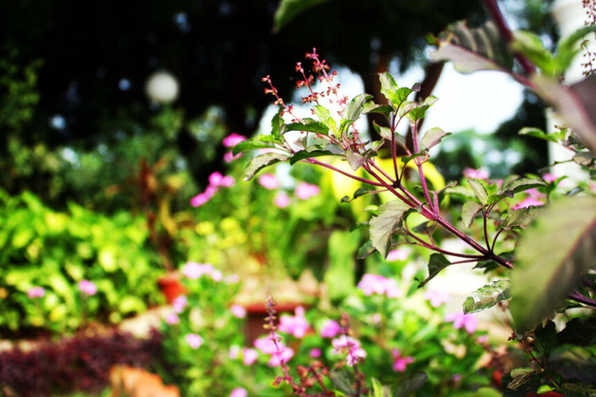 How to Grow Tulsi (Holy Basil) - Organic India