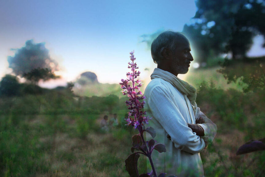 How to Grow Tulsi (Holy Basil) - Organic India