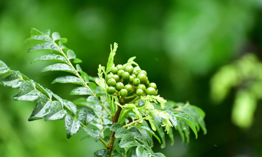 5 Herbs for Protection and Optimal Health | Organic India