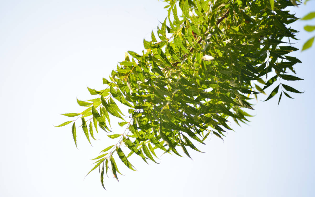 5 Top Neem Capsules Benefits: From Immunity to Beauty | Organic India