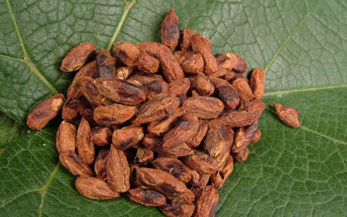 Neem for Immune System Support Explained | Organic India