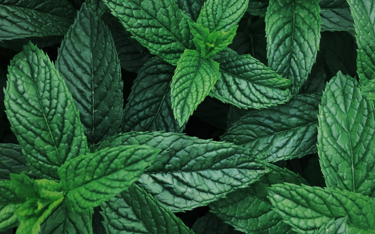 Explore The 12 Best Herbs for Digestion | Organic India