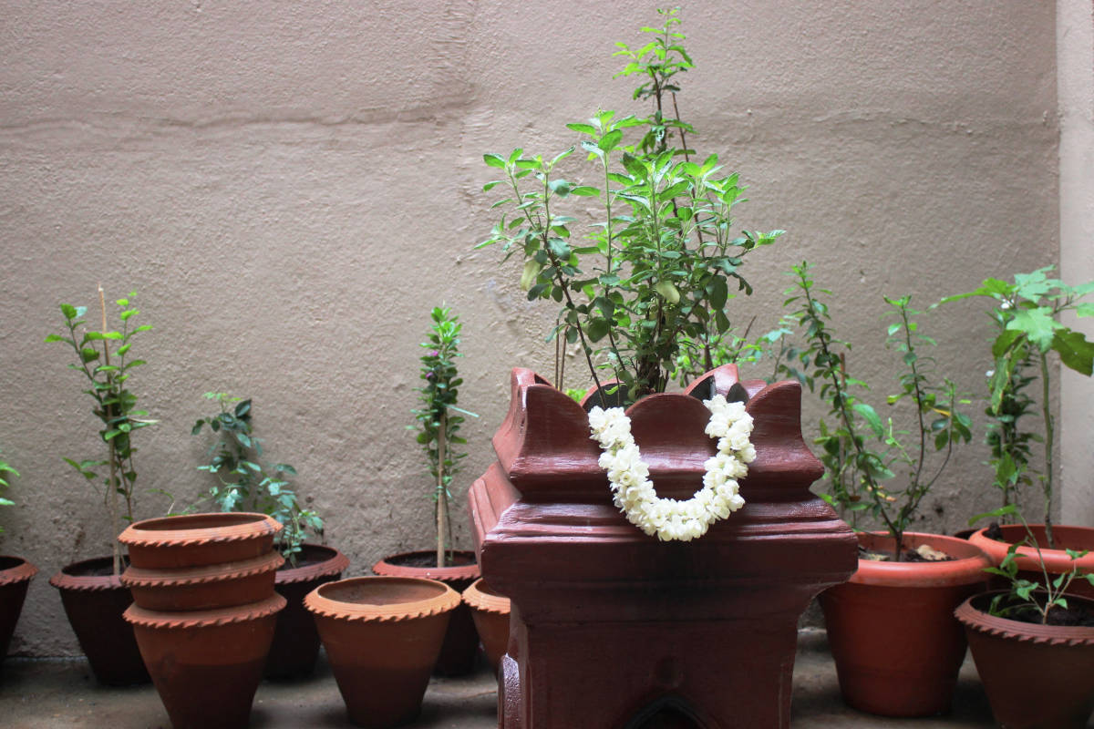 Herbs for Luck: Boost Your Fortune with 11 Powerful Herbs Organic India