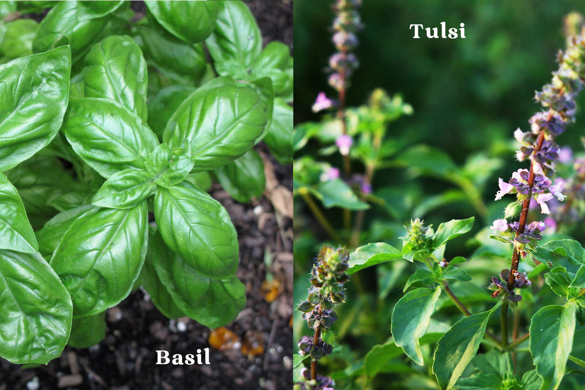 Tulsi vs Basil: What’s the Difference? - Organic India