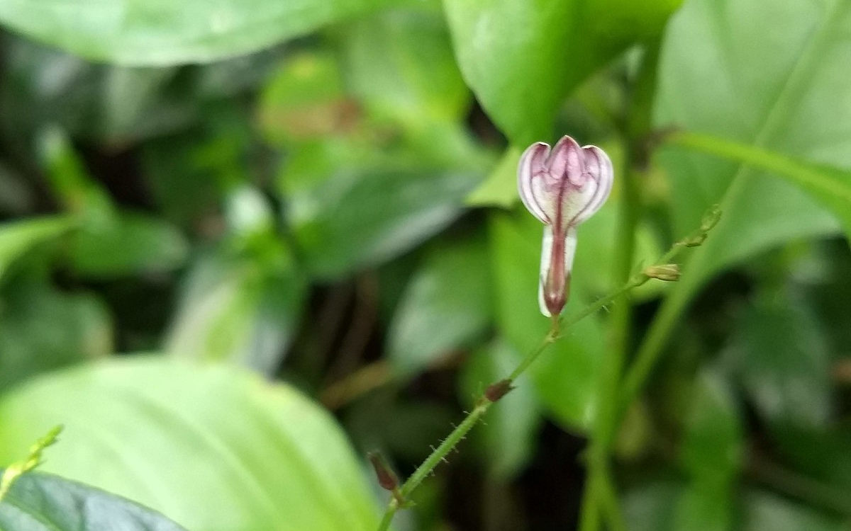 What is Andrographis? Benefits, Origin and Usage - Organic India