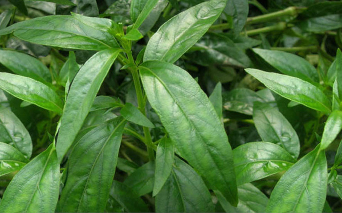 What is Andrographis? Benefits, Origin and Usage | Organic India